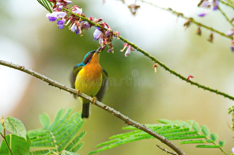Ruby-cheeked Sunbird Sitting on a Branch Stock Image - Image of branch ...