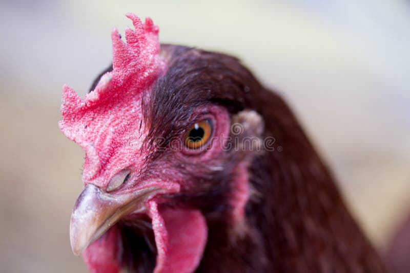 Ruby chicken 1 stock image. Image of chicken, organic - 120815279