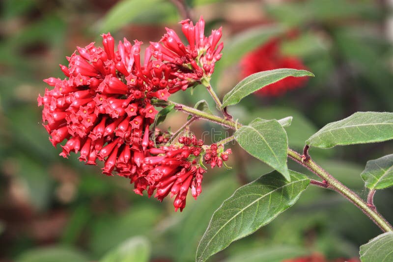 Ruby Cluster Flowers imagen de archivo. Imagen de vivo - 36027809