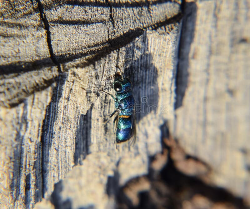 Ruby - cola imagen de archivo. Imagen de macro, cierre - 156350277