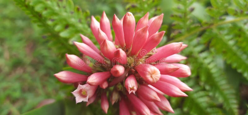 Ruby Colored Flower in Clusters on Evergreen Plant Stock Photo - Image ...