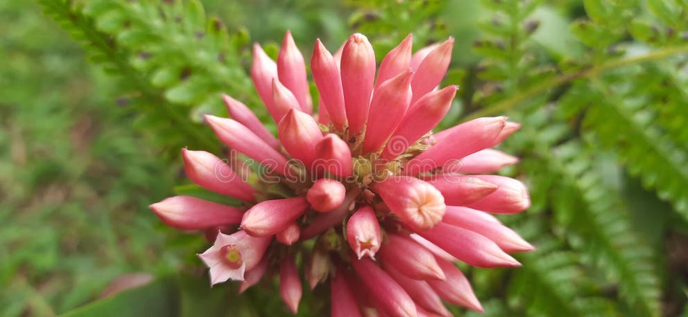 Ruby Colored Flower in Clusters on Evergreen Plant Stock Photo - Image ...