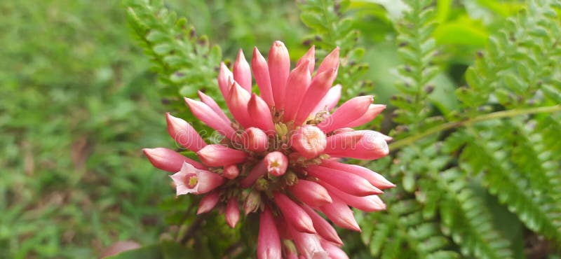 Ruby Colored Flower in Clusters on Evergreen Plant Stock Photo - Image ...