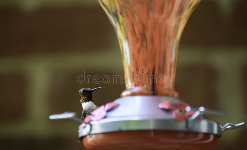 Ruby Throated Hummingbird Peaking Around the Back of a Feeder Stock ...