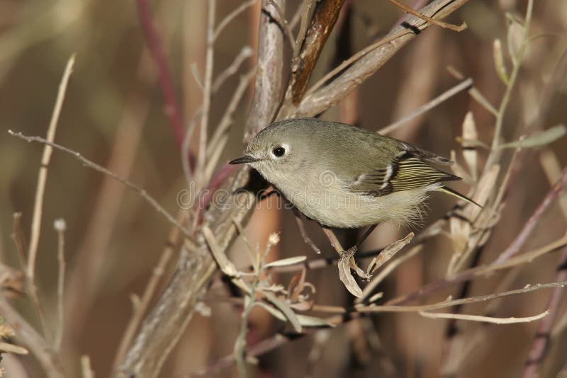 Ruby Crested Kinglet stock photo. Image of kinglet, small - 19863468