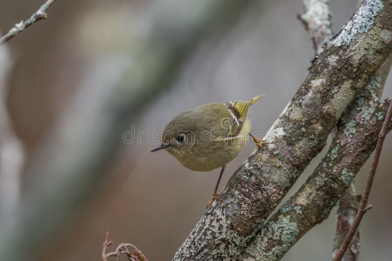 Ruby-crowned Kinglet Bird Closeup Stock Image - Image of ornithology ...