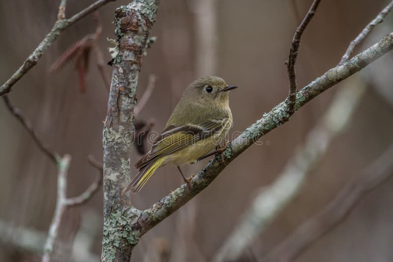 Ruby-crowned Kinglet Bird Closeup Stock Image - Image of creature ...