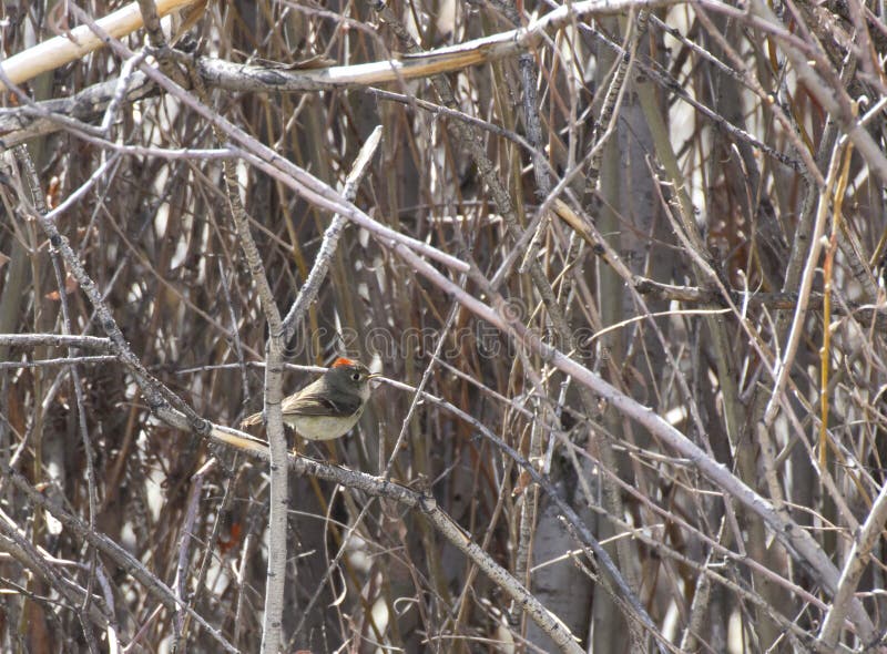 Ruby-crowned Kinglet Bird Flashing Color Stock Image - Image of trees ...