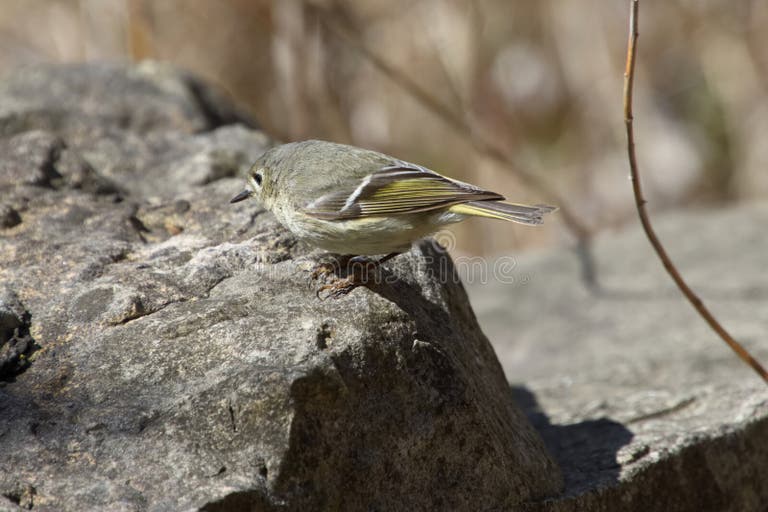 Ruby Crowned Kinglet Bird Standing on Boulder Stock Photo - Image of ...
