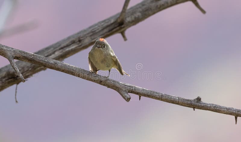 Ruby Crowned Kinglet Facing the Camera Stock Photo - Image of perched ...