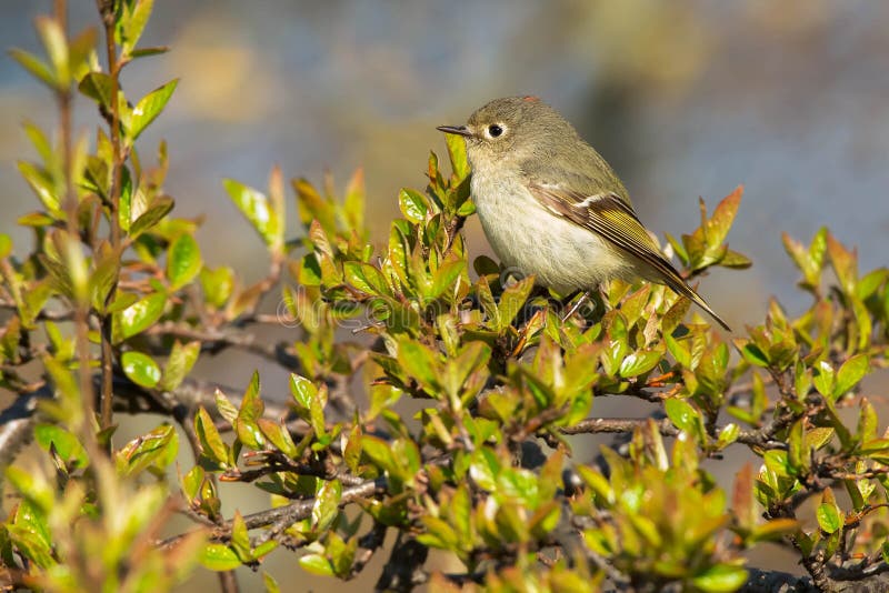 Ruby-crowned Kinglet - Regulus Calendula Stock Image - Image of birds ...