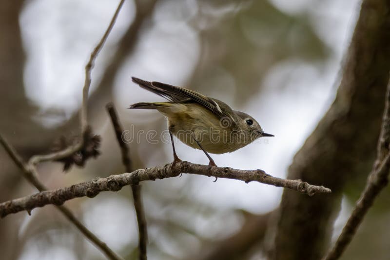 A Ruby Crowned Kinglet Perched on a Branch Stock Photo - Image of ...