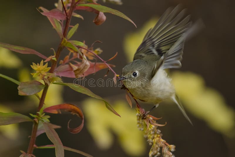 Ruby-crowned Kinglet - Regulus Calendula Stock Image - Image of america ...