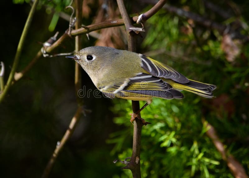Ruby-crowned Kinglet Regulus Calendula Profile Stock Image - Image of ...