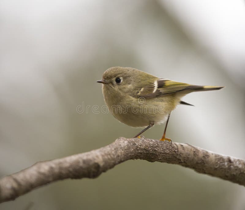 Ruby-crowned Kinglet Resting in Woods Stock Image - Image of thin, tails: 379376041