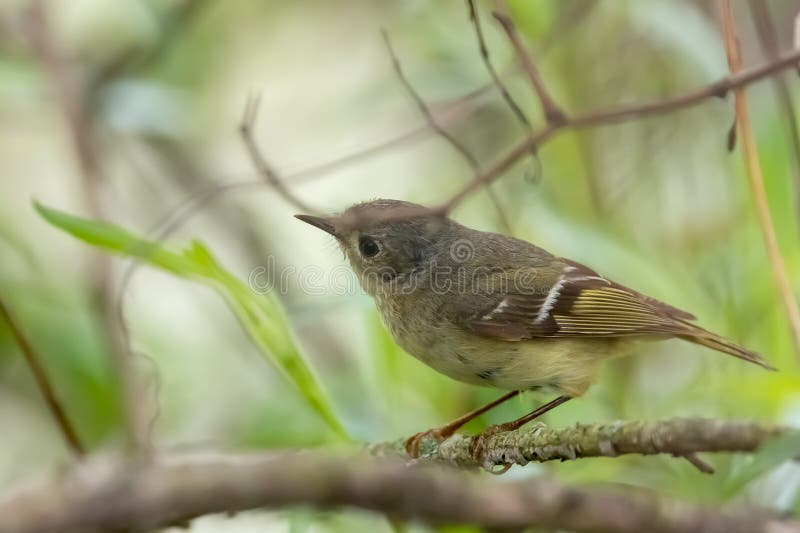 The Ruby-crowned Kinglet on the Tree Branch Typically Migrates in the ...