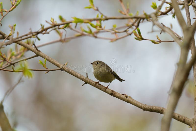 Ruby-crowned Kinglet Resting in Woods Stock Photo - Image of bills ...