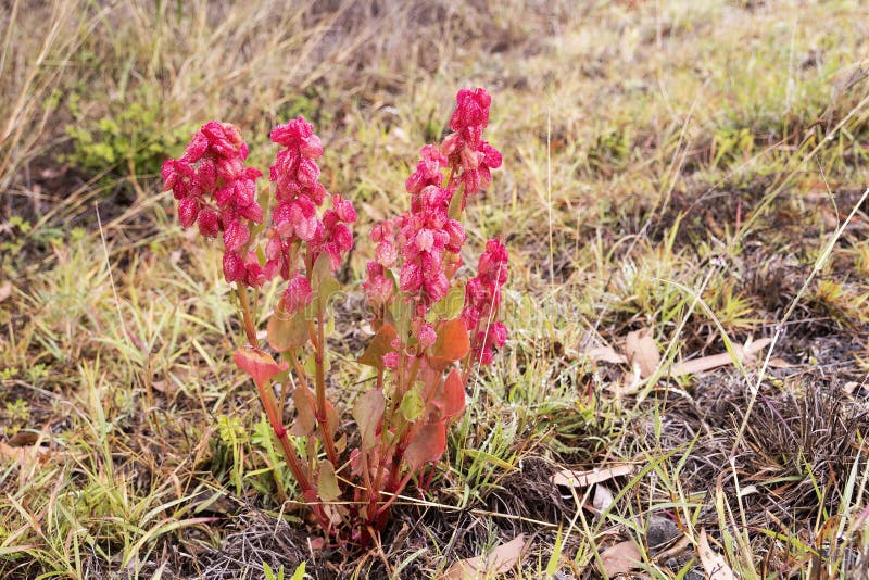 Ruby Dock Australian Wildflowers in the Rain. Stock Image - Image of ...