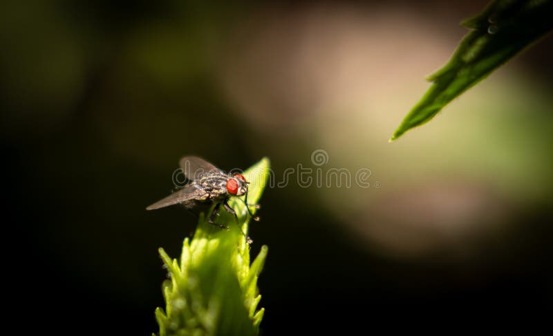 Ruby-Eyed Fly Resting on Vibrant Green Foliage Stock Image - Image of ...