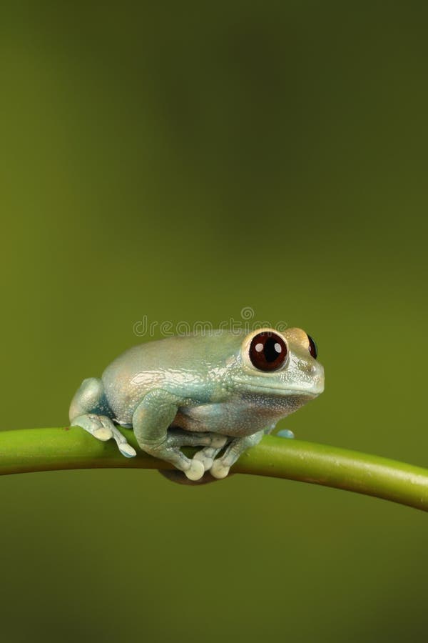 Ruby Eyed Tree Frog on Bamboo Stock Photo - Image of closeup, frogs ...
