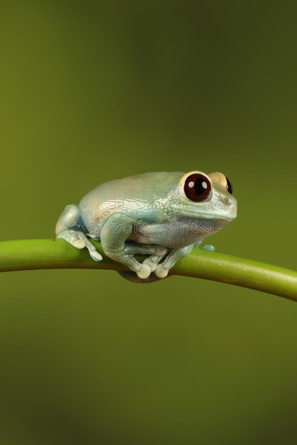 Frog on Bamboo Isolated White Stock Photo - Image of tree, isolated ...