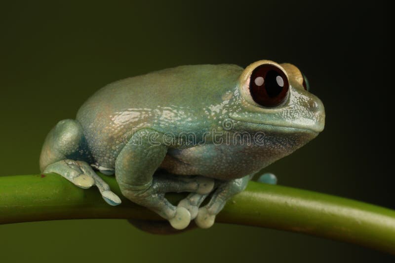 Ruby Eyed Tree Frog on Bamboo Stock Image - Image of legged, bulging ...