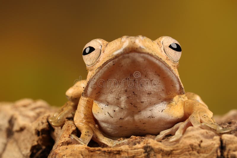 Ruby Eyed Tree Frog stock photo. Image of ruby, animal - 88278620