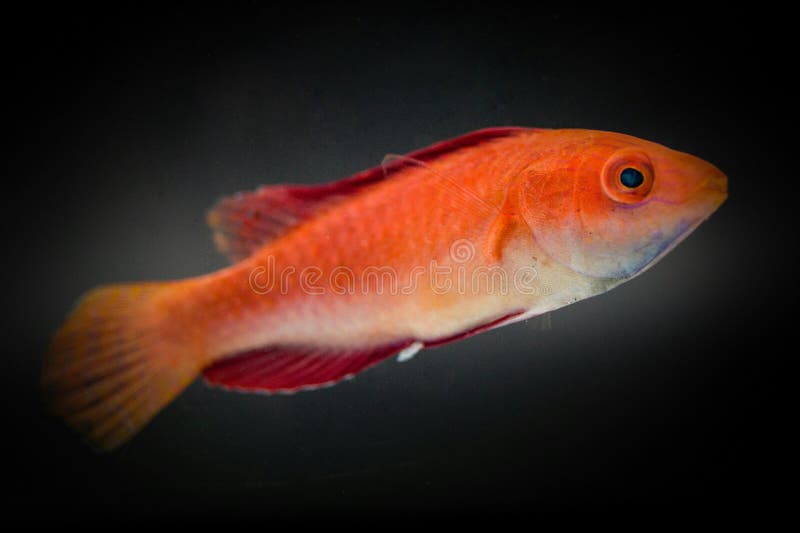 Ruby fin flasher wrasse stock photo. Image of profile - 92732976