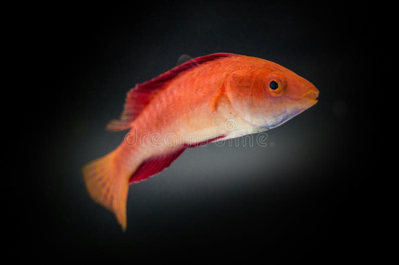 Ruby finned fairy wrasse stock image. Image of waters - 92732969