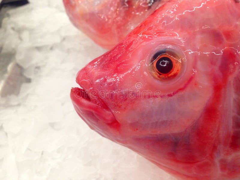 Ruby Fish in the market. stock photo. Image of head - 129648728