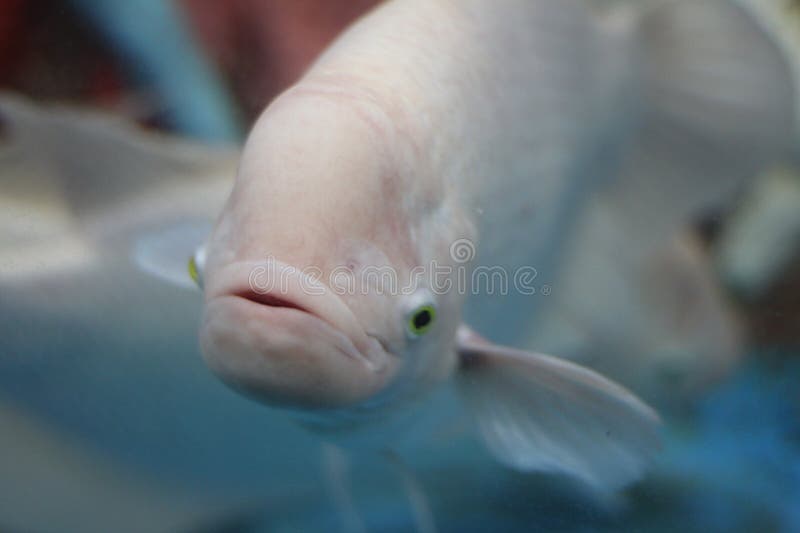 The Ruby Fish Moving in the Glass Box at the Fish Market Stock Photo ...