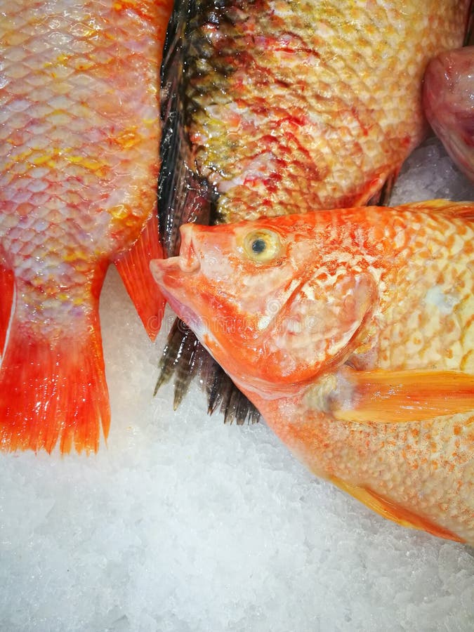 Ruby Fish in Supermarket stock photo. Image of supermarket - 107807828
