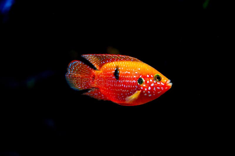 A Ruby Fish Swims in a Tank on a Black Background Stock Image - Image ...