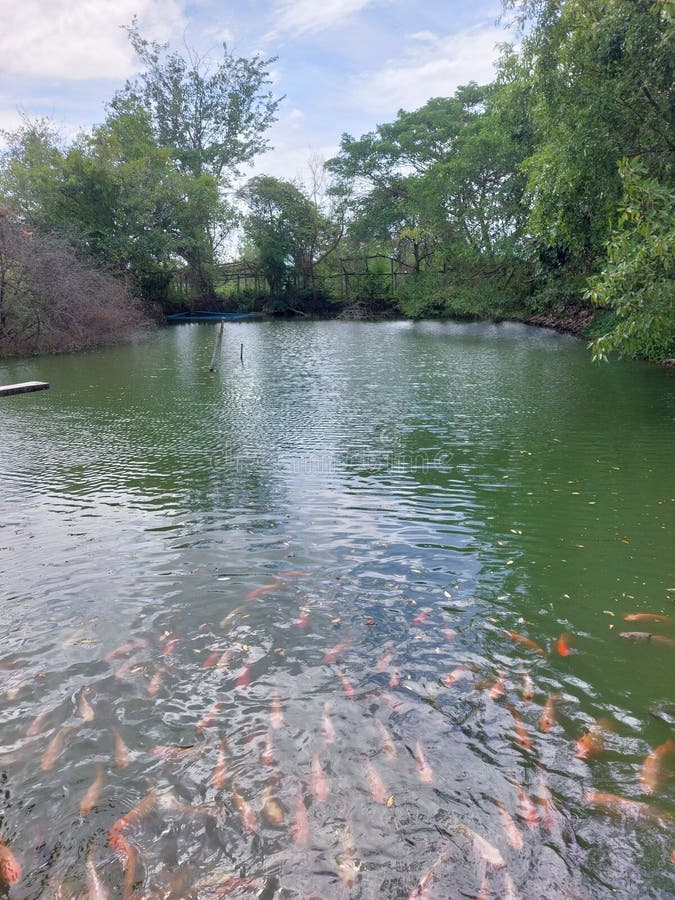 Koi fish waiting for food stock photo. Image of detail - 238850294