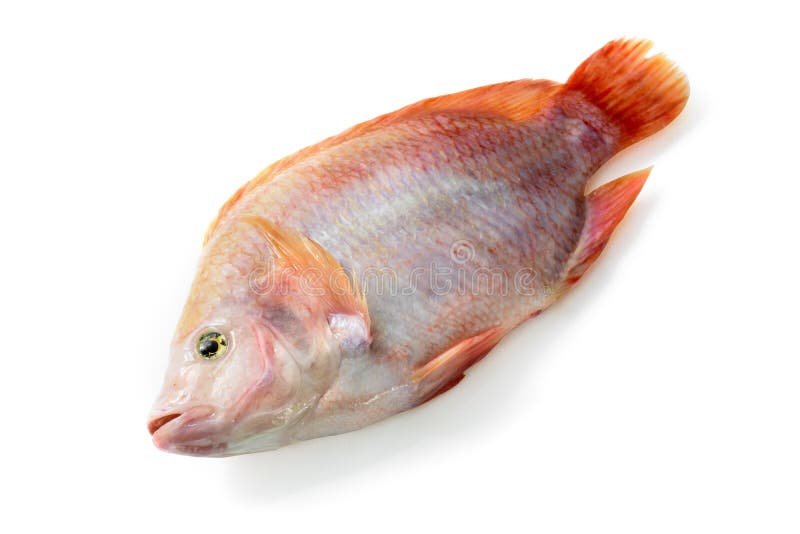 Ruby Fish on a White Background Stock Image - Image of background ...