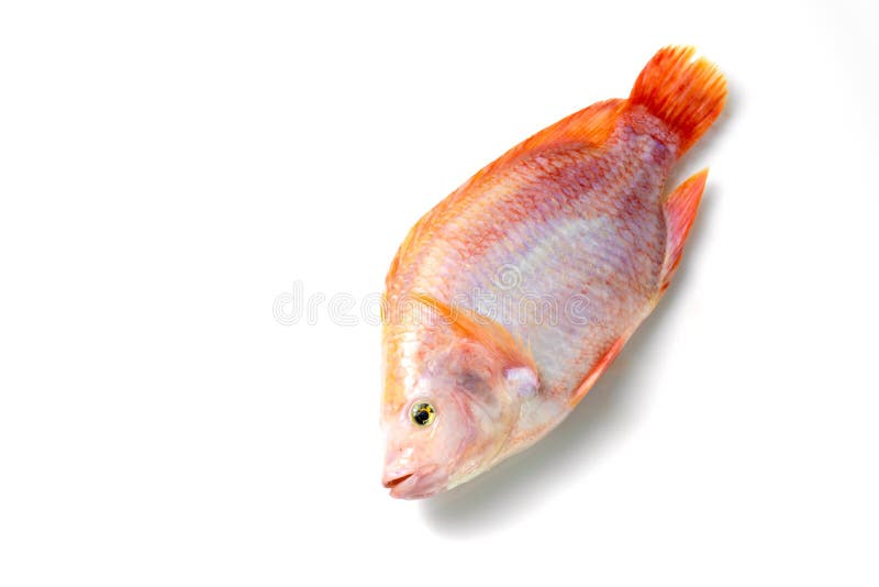 A Ruby Fish Swims in a Tank on a Black Background Stock Image - Image ...
