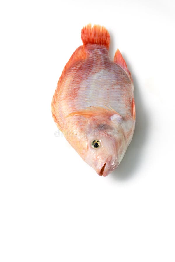 Ruby Fish on a White Background Stock Photo - Image of peacock, white ...