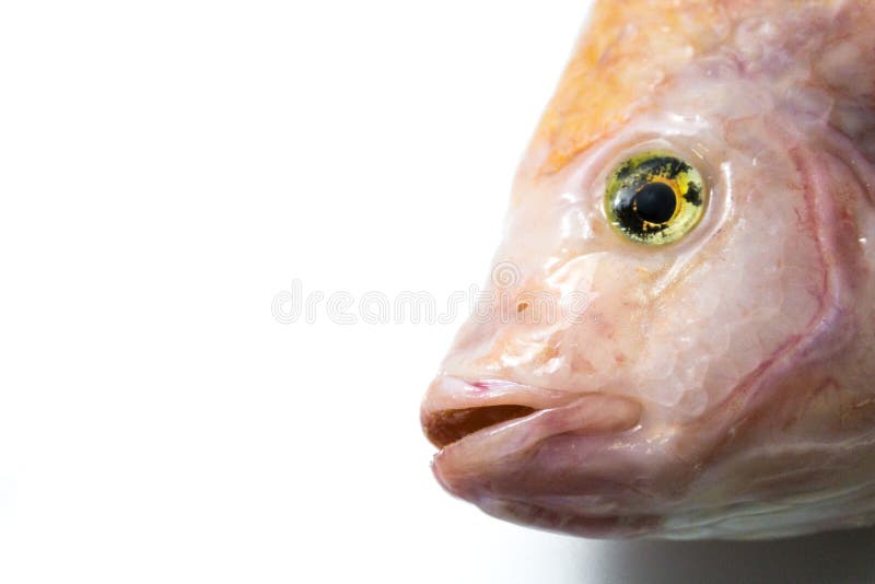 Ruby Fish on a White Background,close-up Stock Photo - Image of face ...