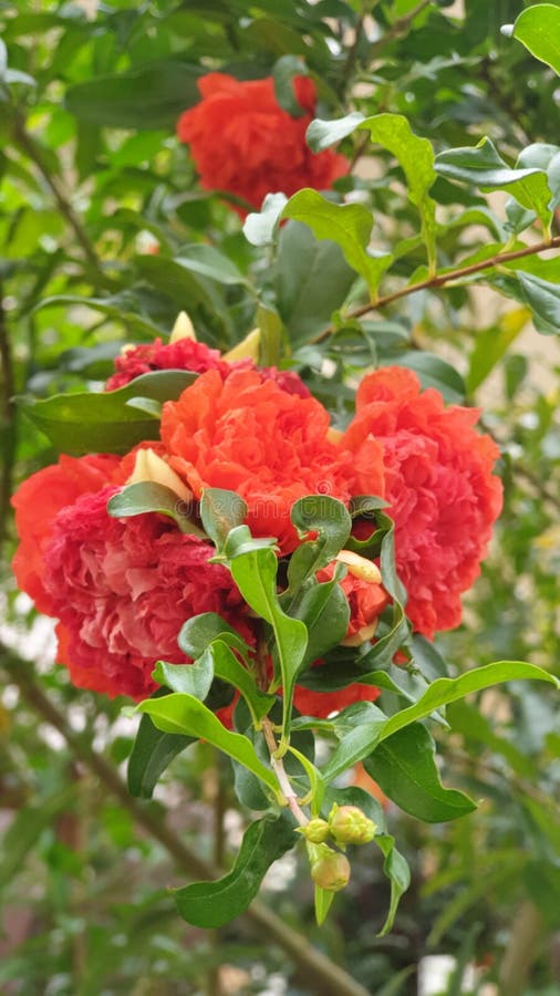 Ruby flower stock photo. Image of ruby, nice, sightly - 155490156