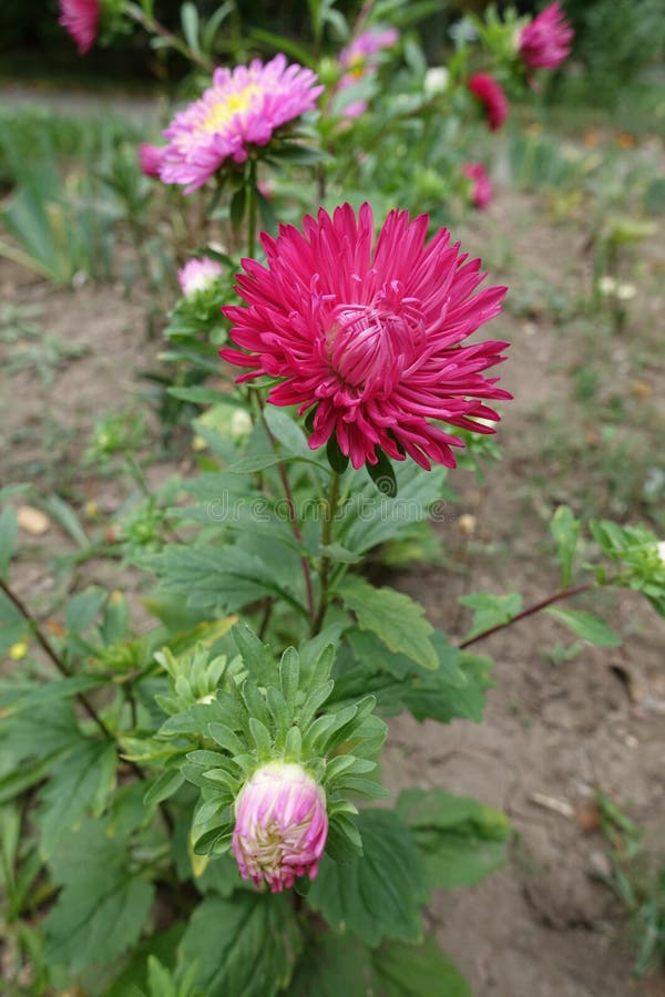 Ruby Flowerhead and Buds of China Aster Stock Photo - Image of autumn ...