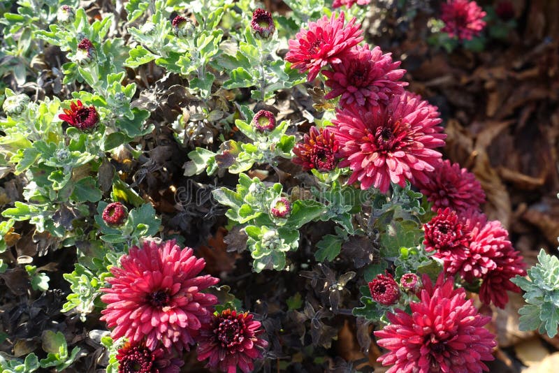 Ruby Red Flowers Stock Photos - Download 1,256 Royalty Free Photos