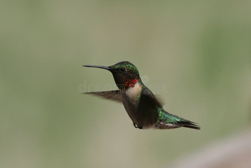 Ruby Flyer stock photo. Image of female, perched, hummingbird - 5006160