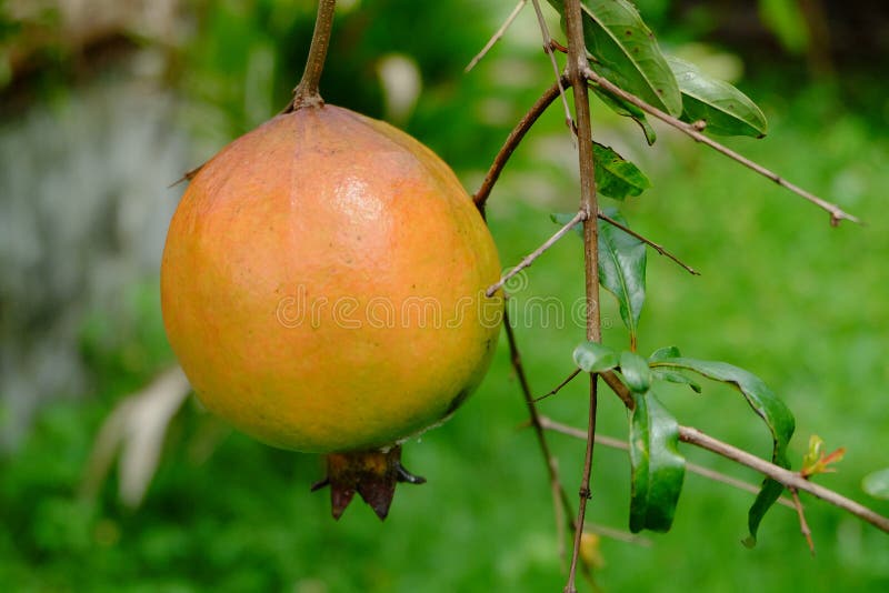 Ruby fruit stock image. Image of seed, macro, fruit, single - 28151507