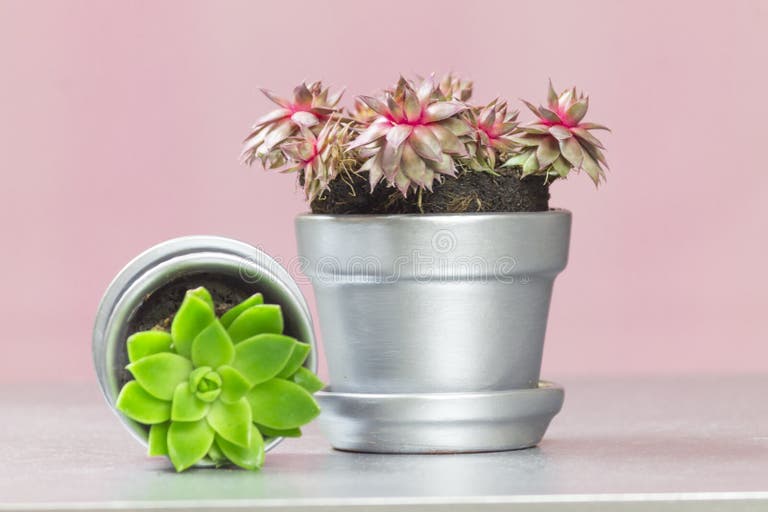 Ruby Heart Hen Stock Photos - Free & Royalty-Free Stock Photos from ...