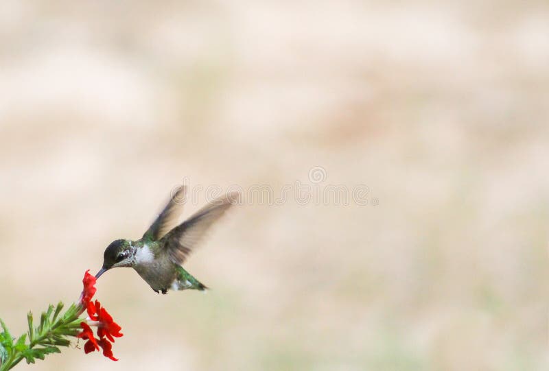 Ruby Hummingbird Red Flower on L Stock Image - Image of garden ...
