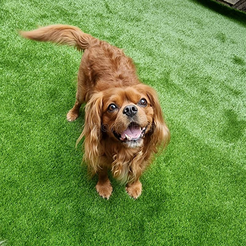 Ruby King Charles Cavalier Spaniel Smiling Stock Photo - Image of ruby ...