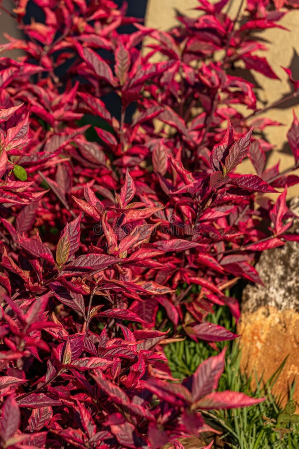 Ruby Leaf Plant stock image. Image of caryophyllales - 258938485