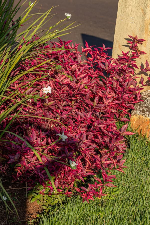 Ruby Leaf Plant stock image. Image of tracheophyta, magnoliopsida ...