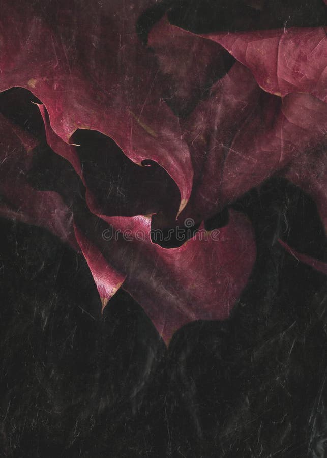 Ruby leave stock photo. Image of dark, dirty, brush - 269528714