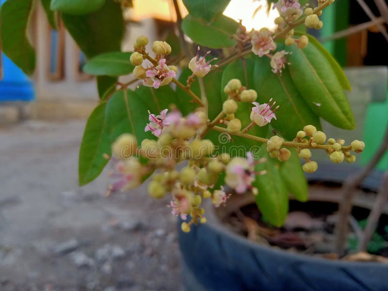 Red Ruby ??longan Flowers Bloom Stock Image - Image of seeds, nutrition ...